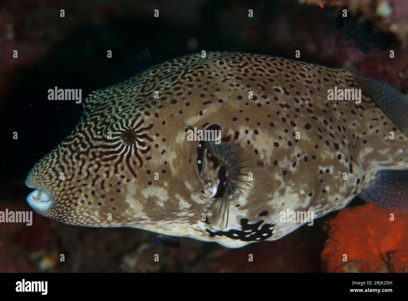 Map Puffer, Arothron mappa, Magic Crack dive site, Lembeh Straits ...