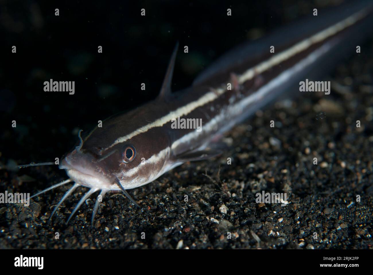 Striped Catfish, Plotosus lineatus, wounded and defence spine erect on ...