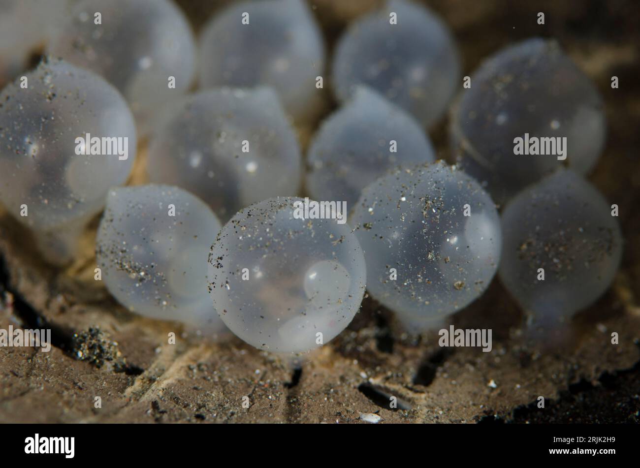 Mollusca sepiidae sulawesi underwater egg flamboyant cuttlefish hi-res ...