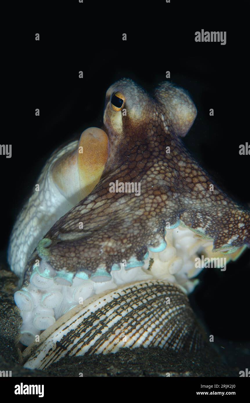 Veined Octopus, Amphioctopus marginatus, with shell for protection, Aer ...
