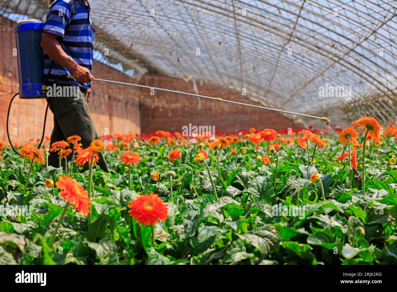 Spraying pesticides garden hi-res stock photography and images - Alamy