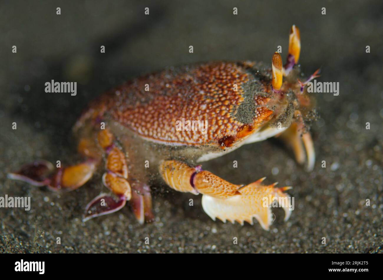 Spanner crab hi-res stock photography and images - Alamy