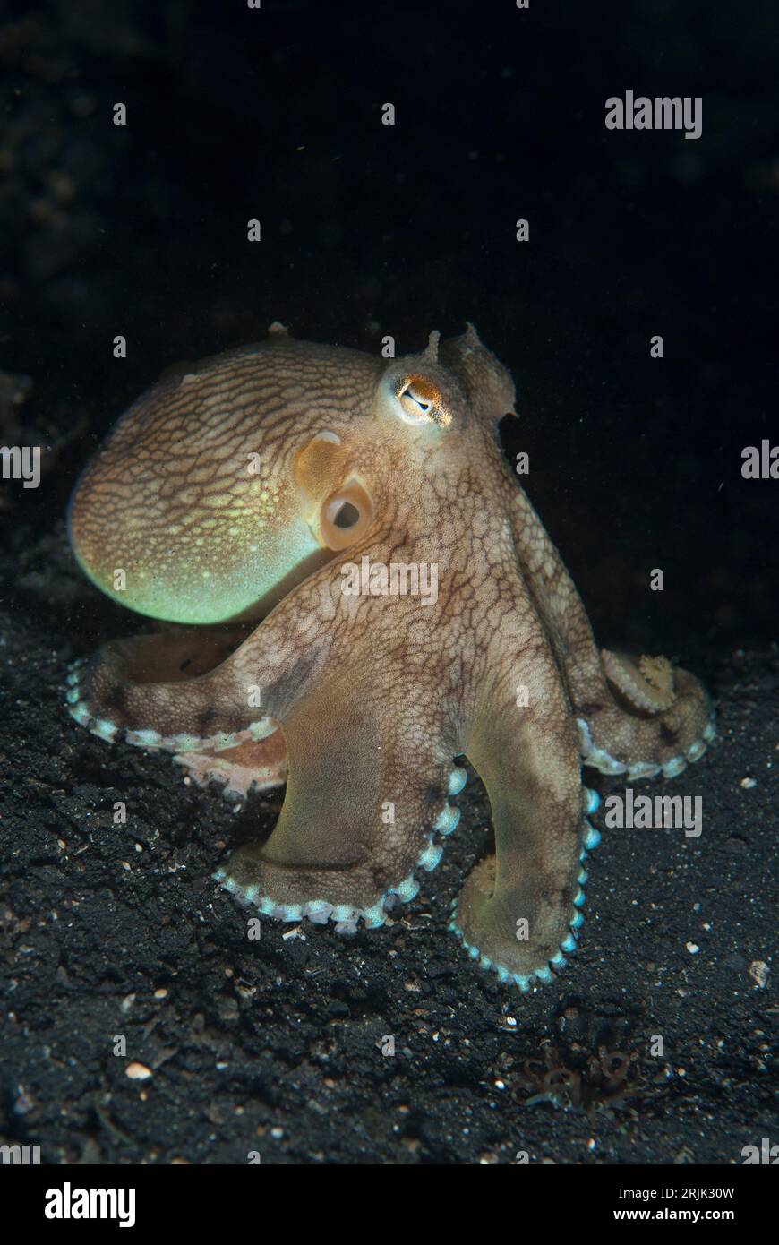 Veined Octopus, Amphioctopus marginatus, night dive, TK1 dive site ...