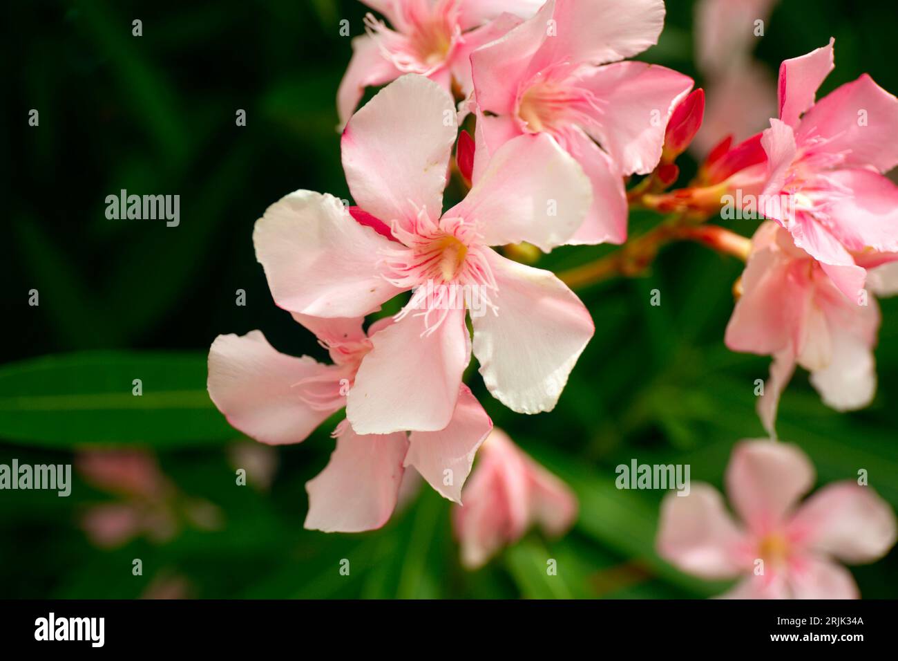 Beautiful Light Pink Oleander Flowers on Blur Green Leaves Background ...