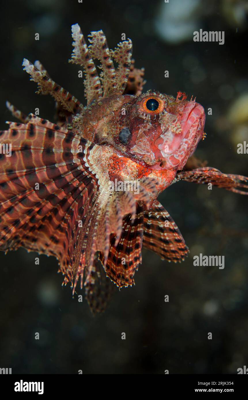 Shortfin Lionfish, Dendrochirus brachypterus, night dive, TK1 dive site ...