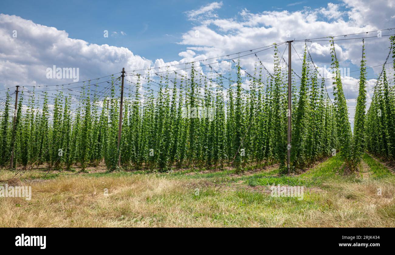 Field with hop plants in Germany Stock Photo - Alamy