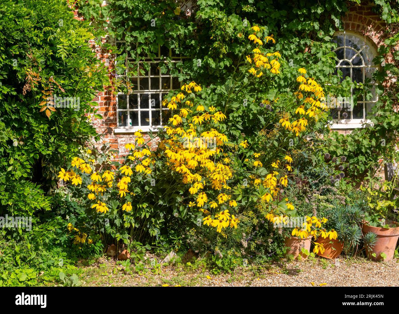 Flatford Mill, East Bergholt, Suffolk, England, UK - Yellow rudbeckia ...