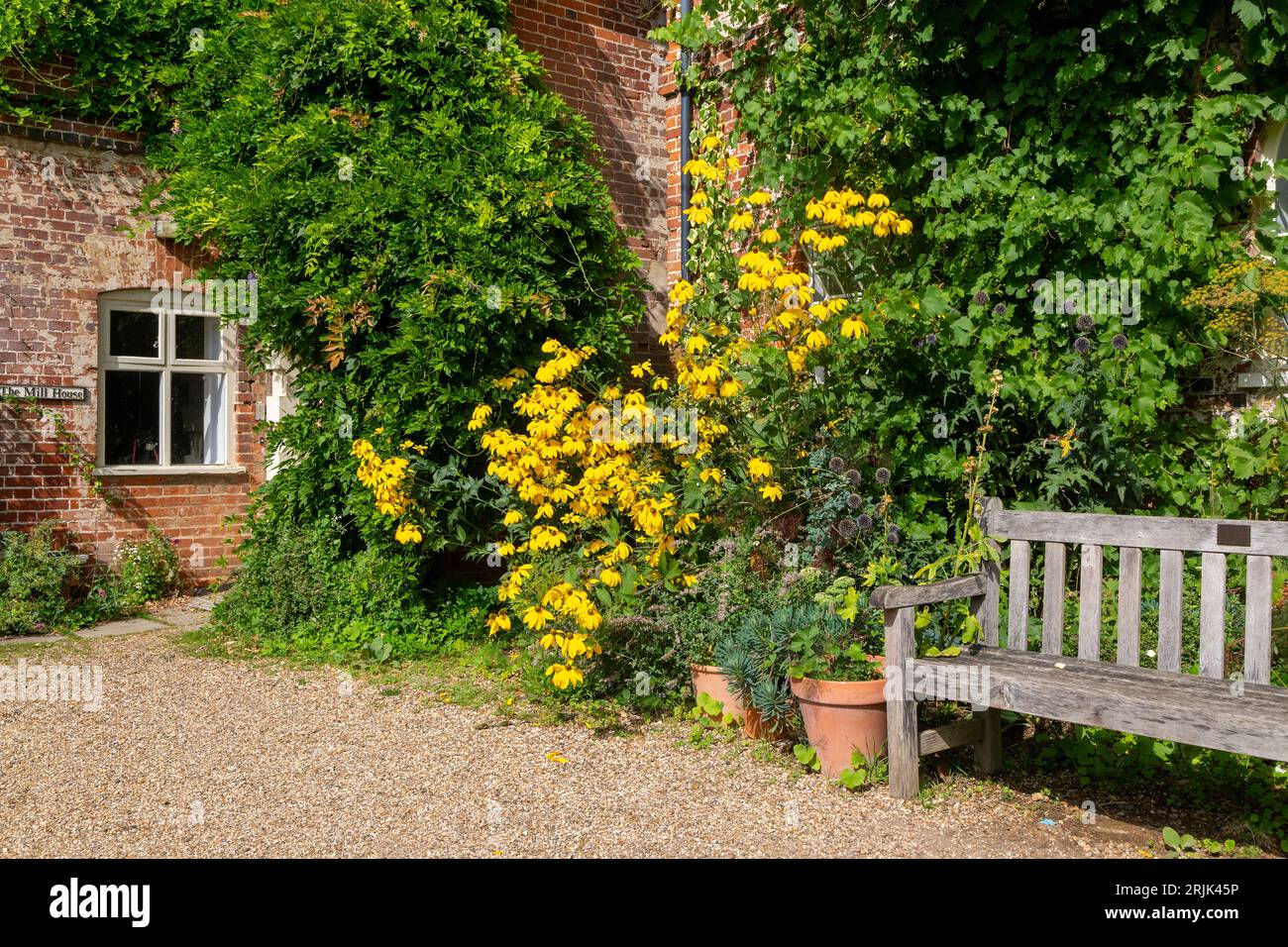 Flatford Mill, East Bergholt, Suffolk, England, UK - Yellow rudbeckia ...