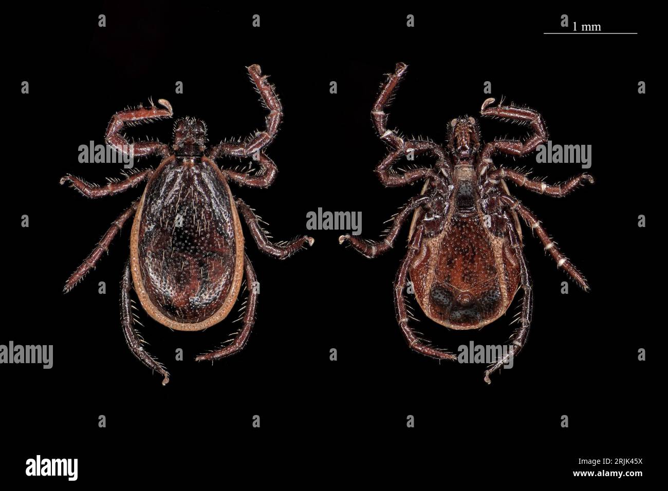 Boreliozis hi-res stock photography and images - Alamy