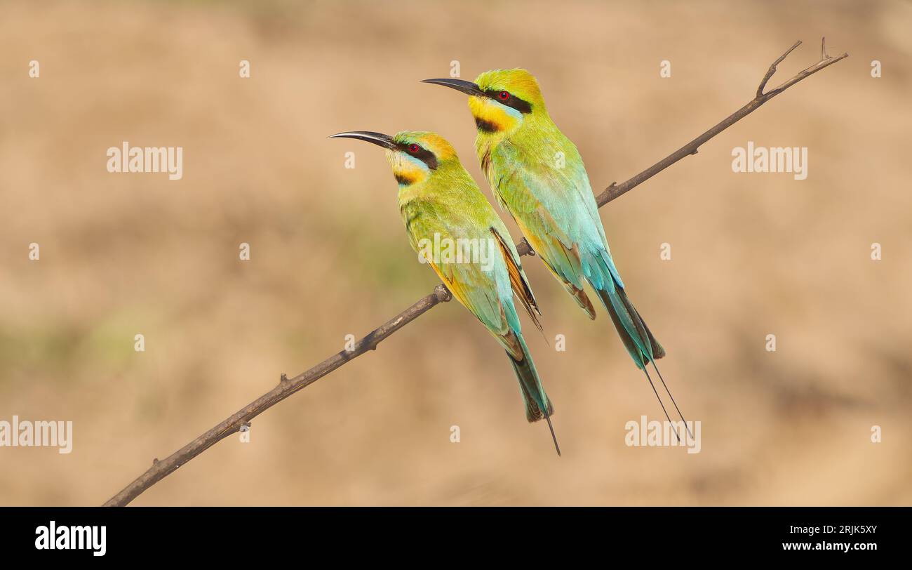 Rainbow bee eater pair hi-res stock photography and images - Alamy