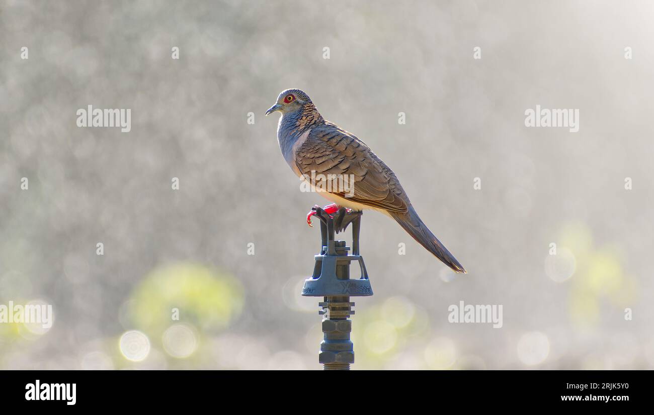 Backlit Bar-shouldered dove bird sitting on sprinkler amidst water ...