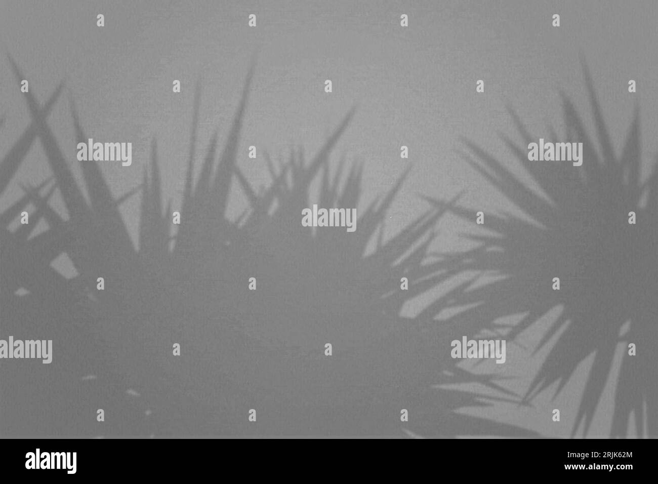 Natural light casts shadows from a leaves branches of palm tree. Top ...