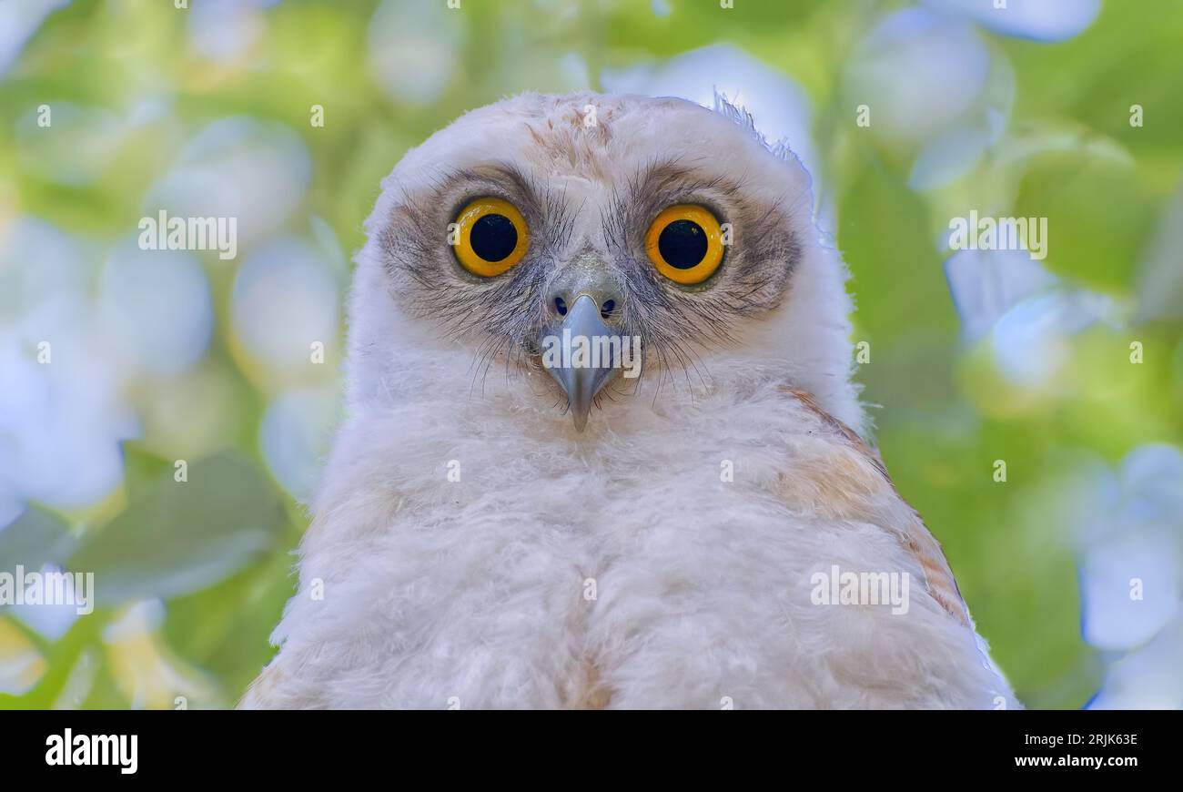 Darwin looking hi-res stock photography and images - Alamy