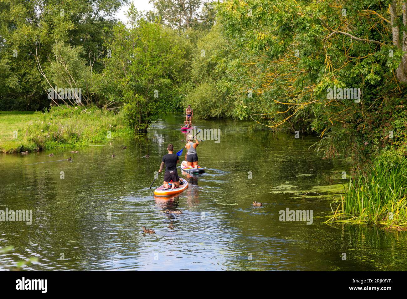 People paddle boarding on River Stour, Dedham Vale, East Bergholt ...