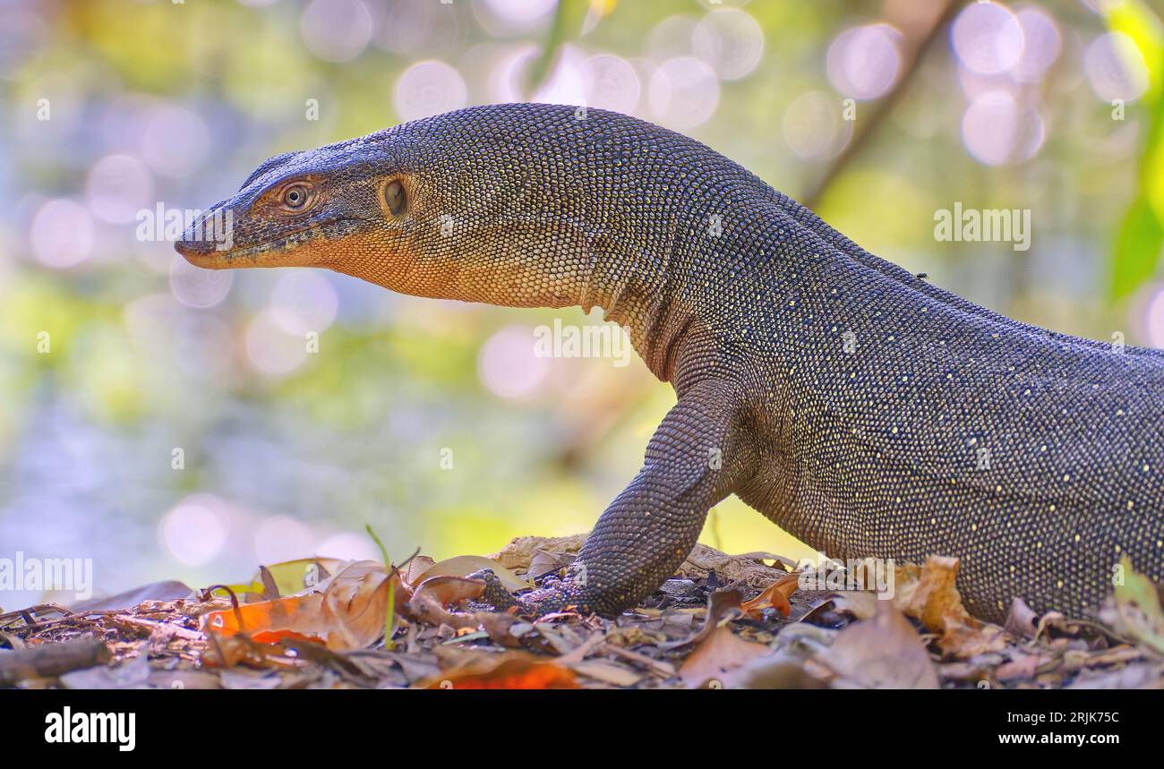 Merten's water monitor goanna lizard at Howard Springs, Darwin ...