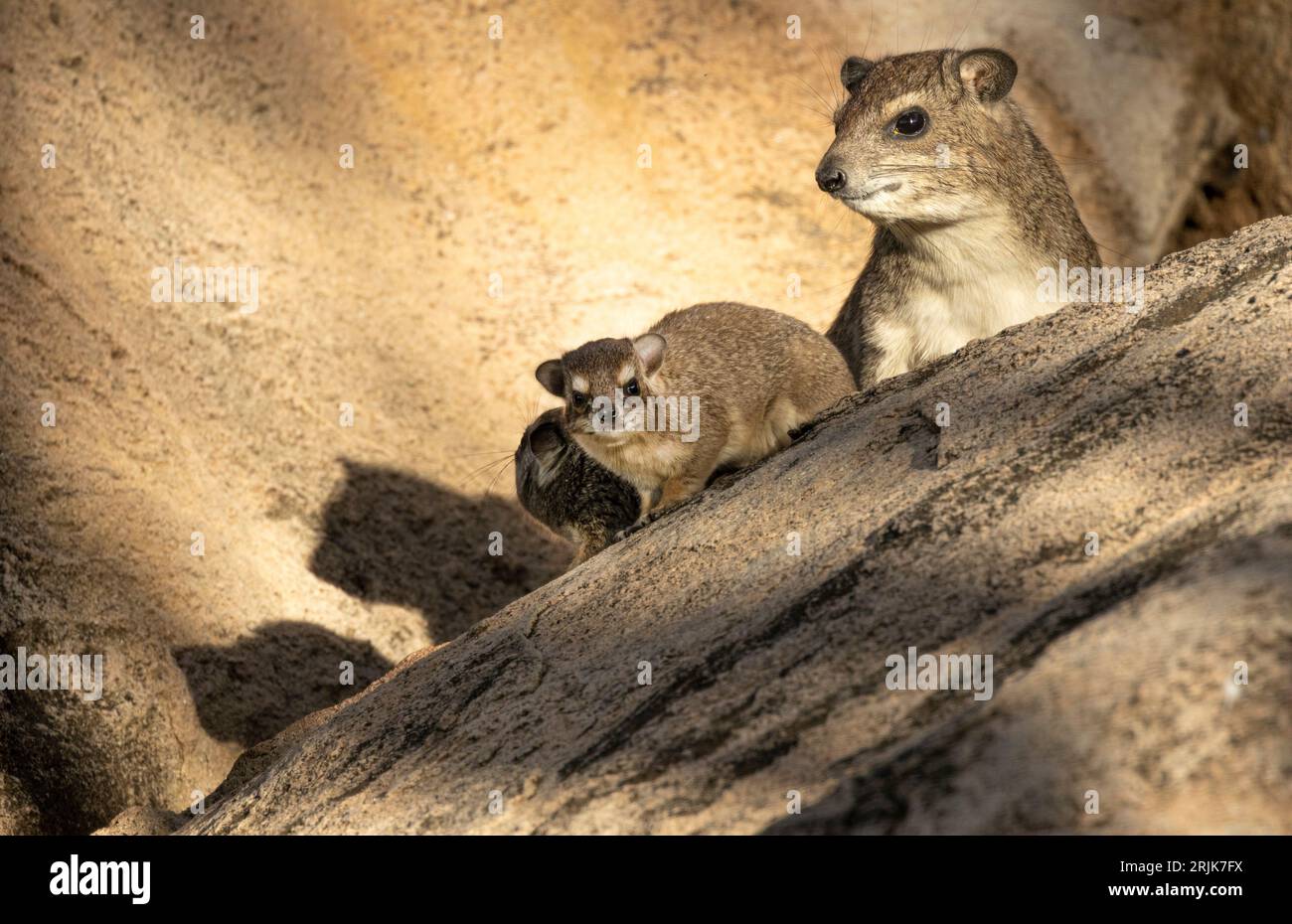 Precocious hi-res stock photography and images - Alamy