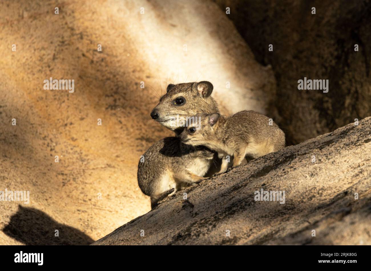 Bush Hyrax have synchronized breeding with all the females giving birth ...