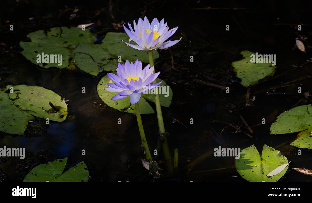 Purple and yellow water lily pair in dappled sunlight in water at Fogg ...