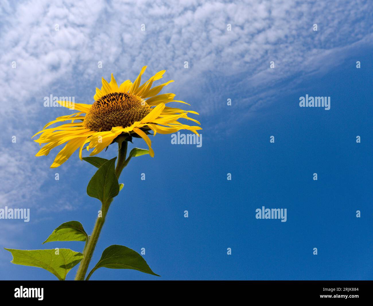 A single sunflower against a blue sky with few clouds, shot from below ...