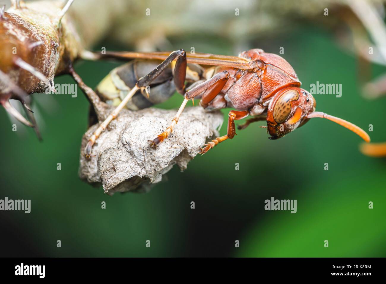 Common Paper Wasp building wasp nest on nature background, Insect macro ...