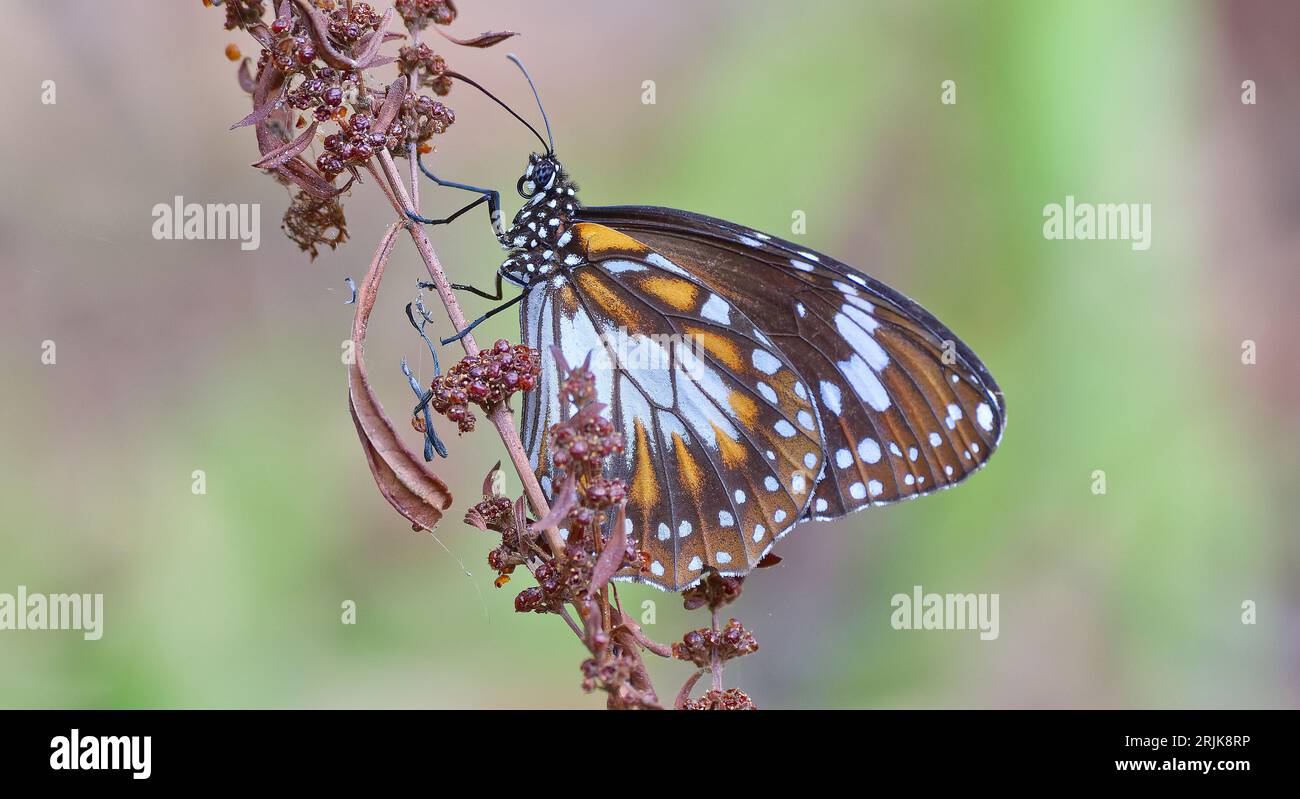 Swamp tiger butterfly hi-res stock photography and images - Alamy