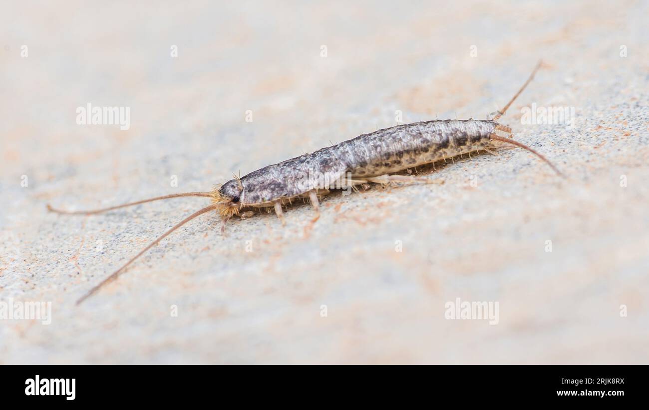 A Silverfish (Lepisma saccharinum) on floor, Insect running on floor ...
