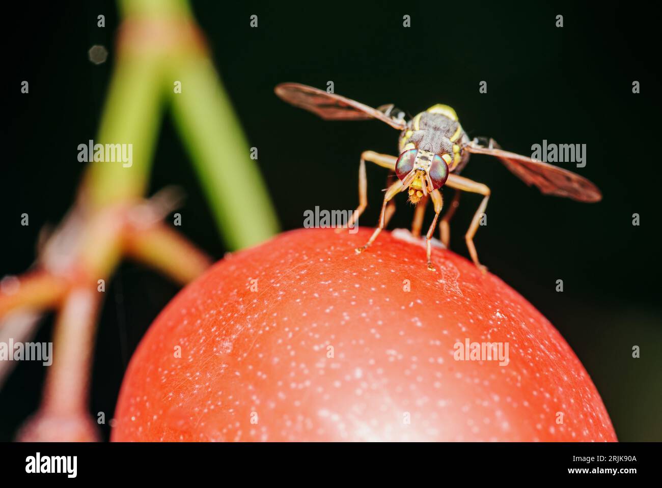 Fruit fly on red fruit in garden with nature blurred bachground Stock ...