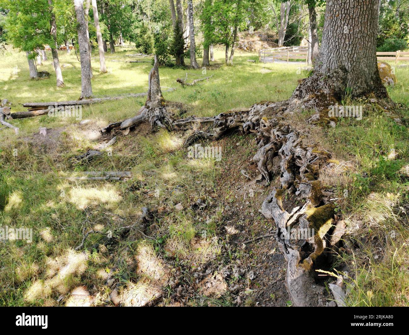 Ash trees with exposed roots in Aspnäs nature reserve Stock Photo - Alamy