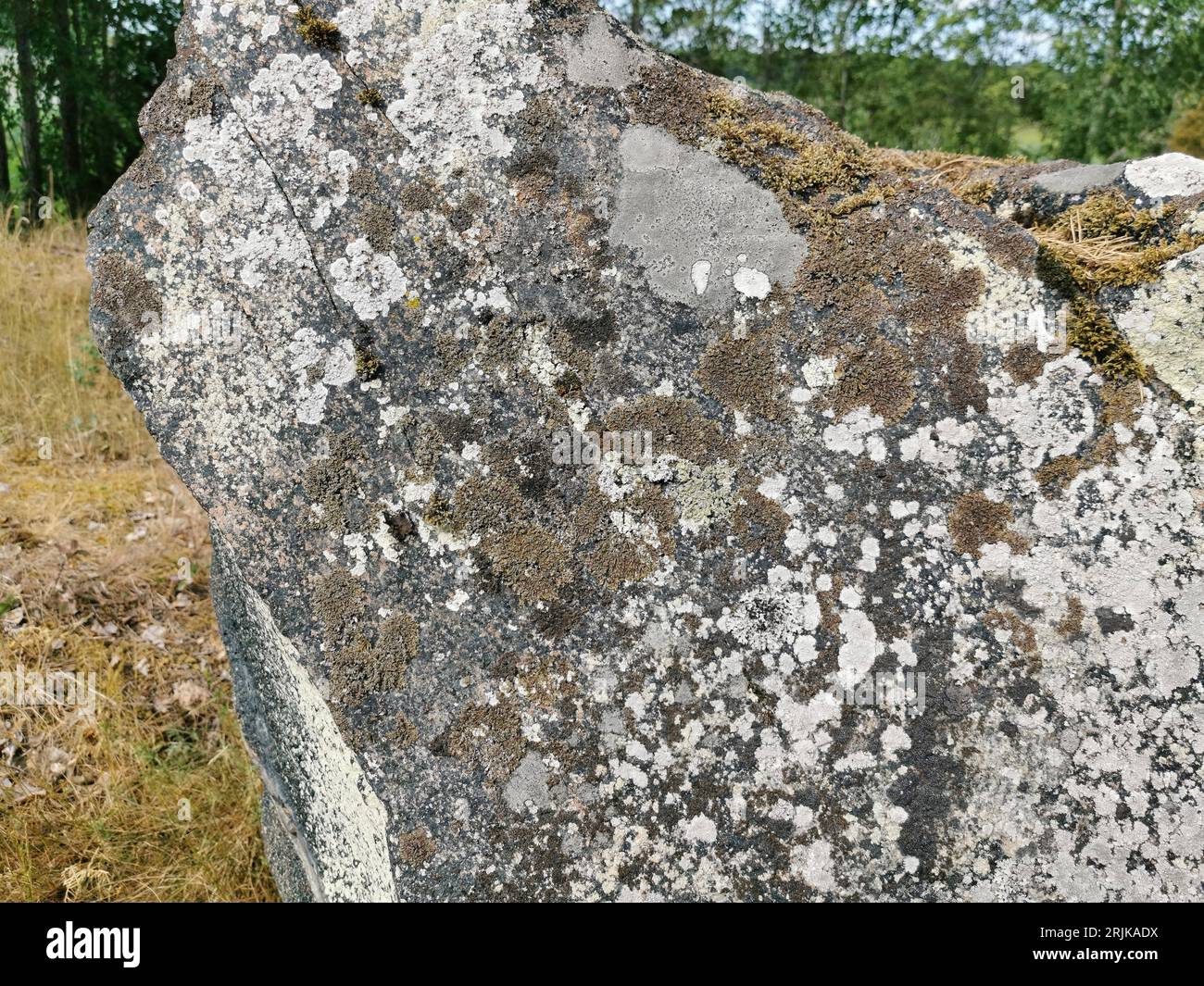 Lichen on the stone hi-res stock photography and images - Alamy