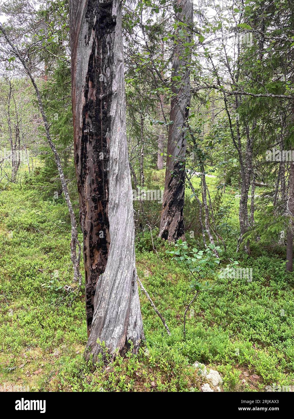 Lightning tree damage hi-res stock photography and images - Alamy