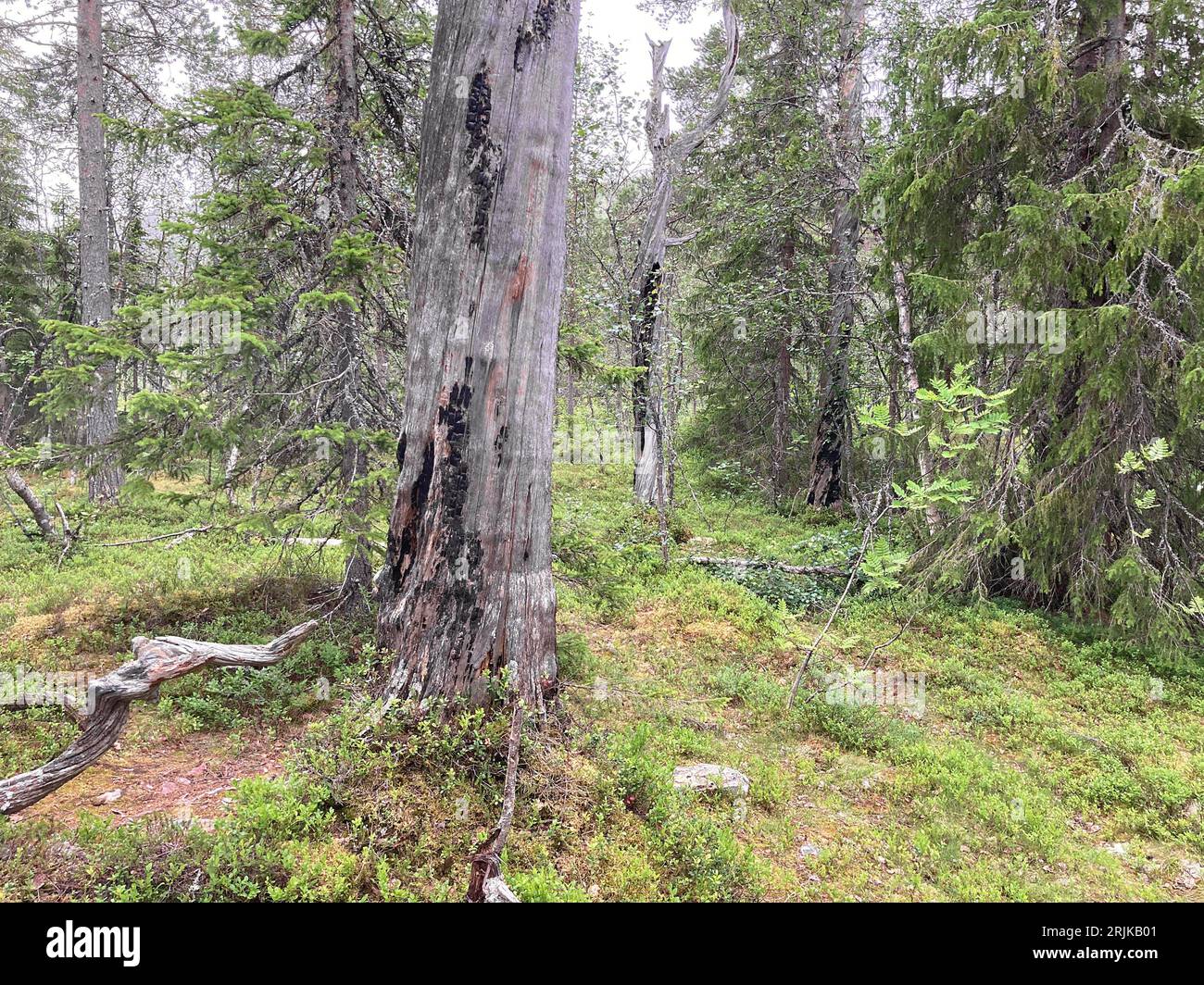Fire lightning strike hi-res stock photography and images - Alamy