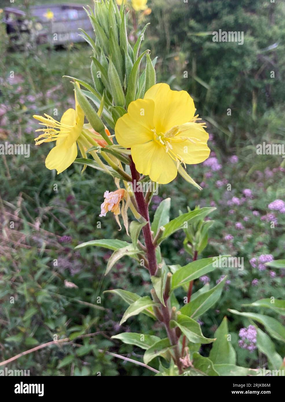Evening primrose species hi-res stock photography and images - Alamy