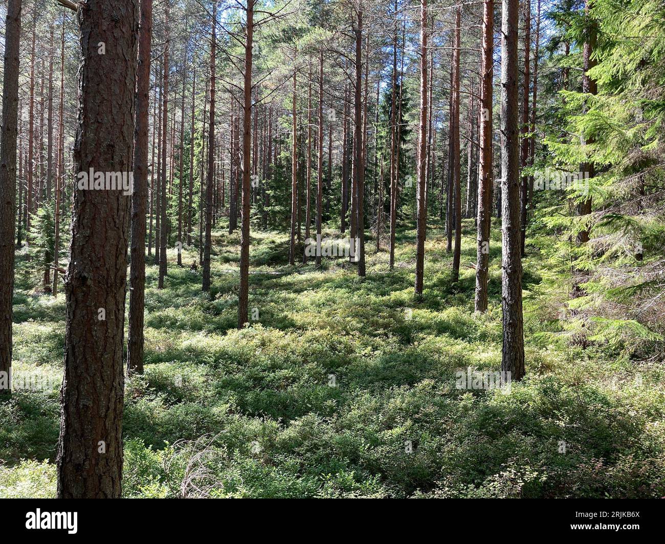 Death pit hi-res stock photography and images - Alamy