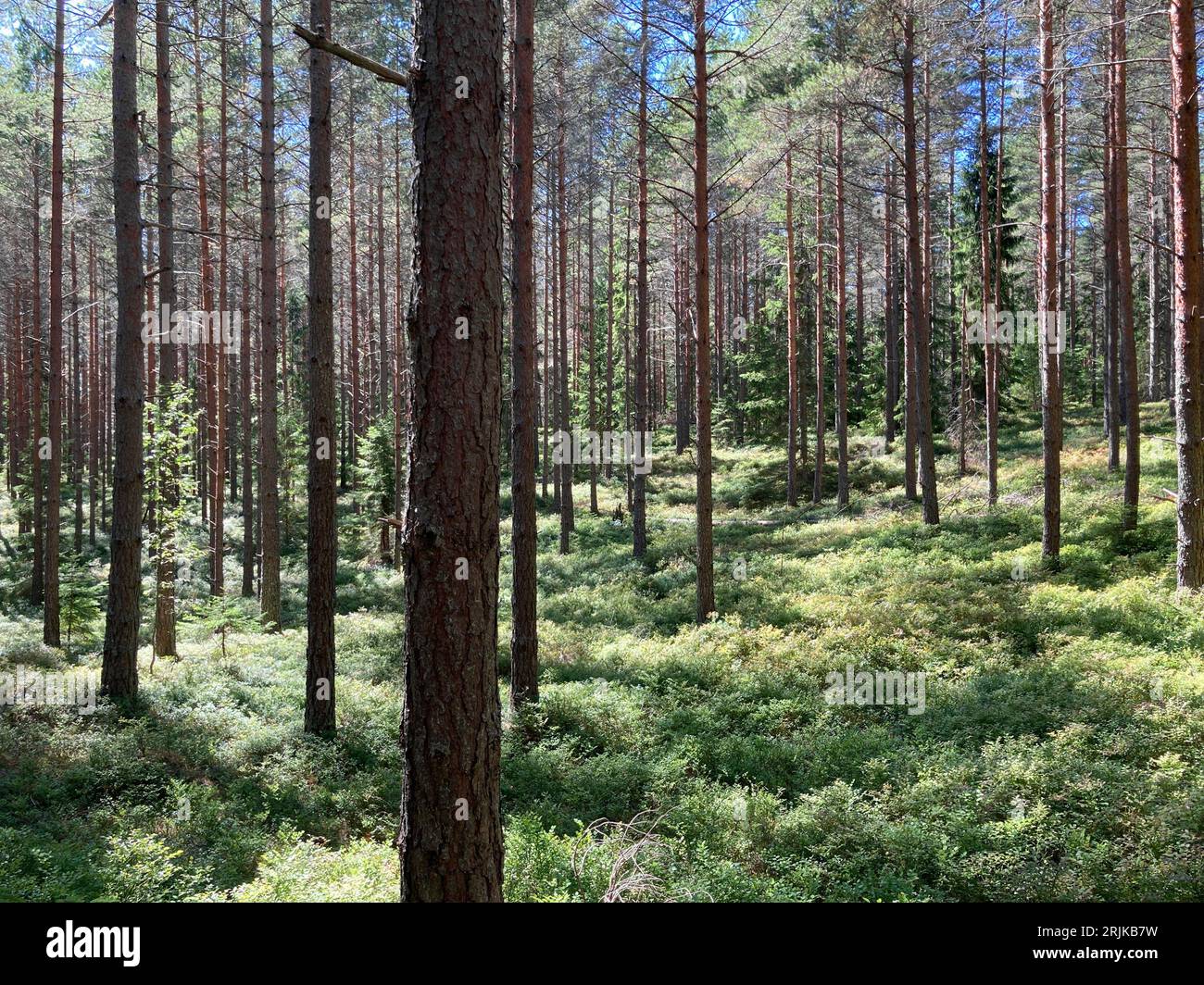 Death pit hi-res stock photography and images - Alamy