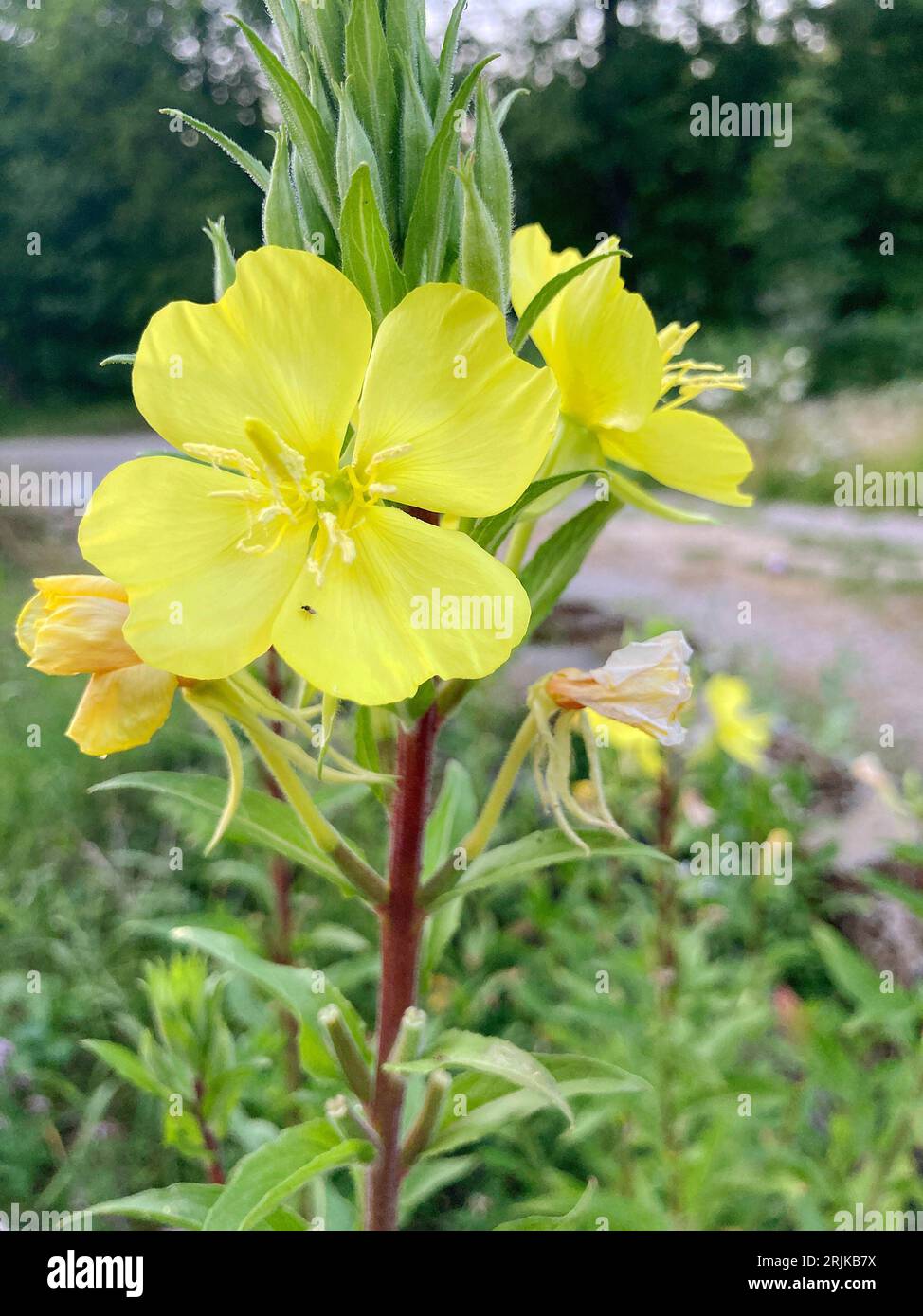 Primrose species hi-res stock photography and images - Alamy