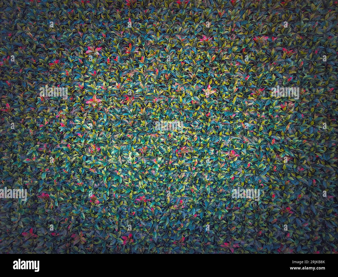 Beautiful natural leaves plants hi-res stock photography and images - Alamy