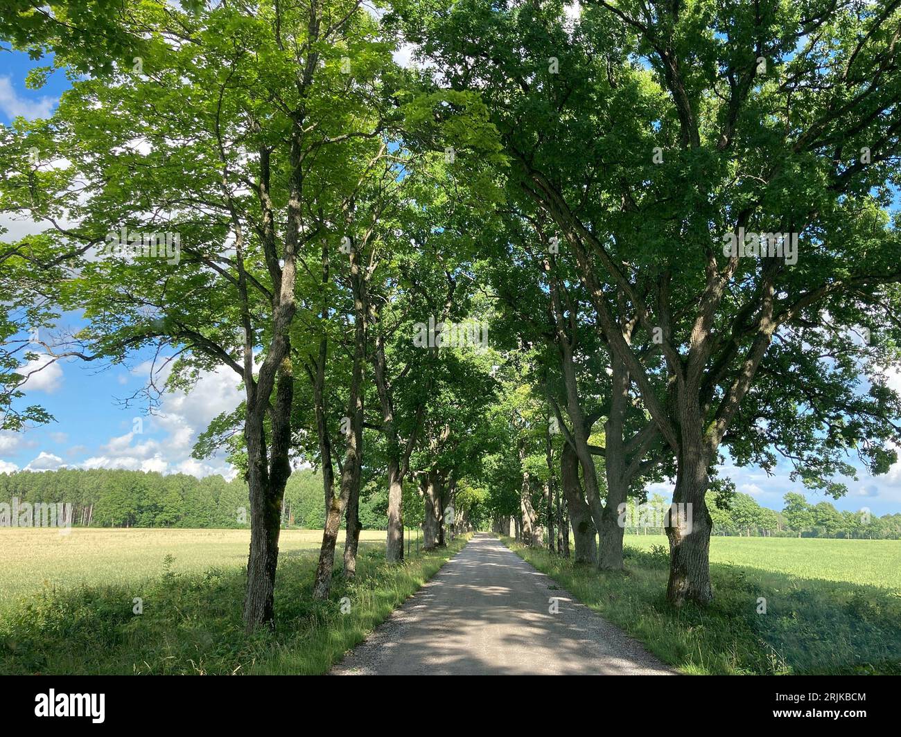 Oak tree avenue hi-res stock photography and images - Alamy