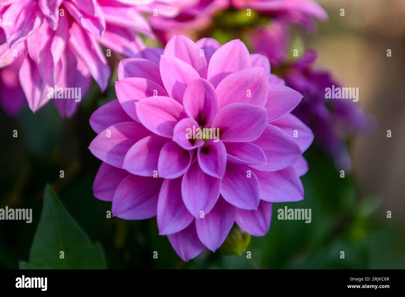 Real beauty hi-res stock photography and images - Alamy