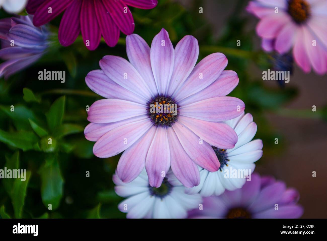 Real backgrounds hi-res stock photography and images - Alamy