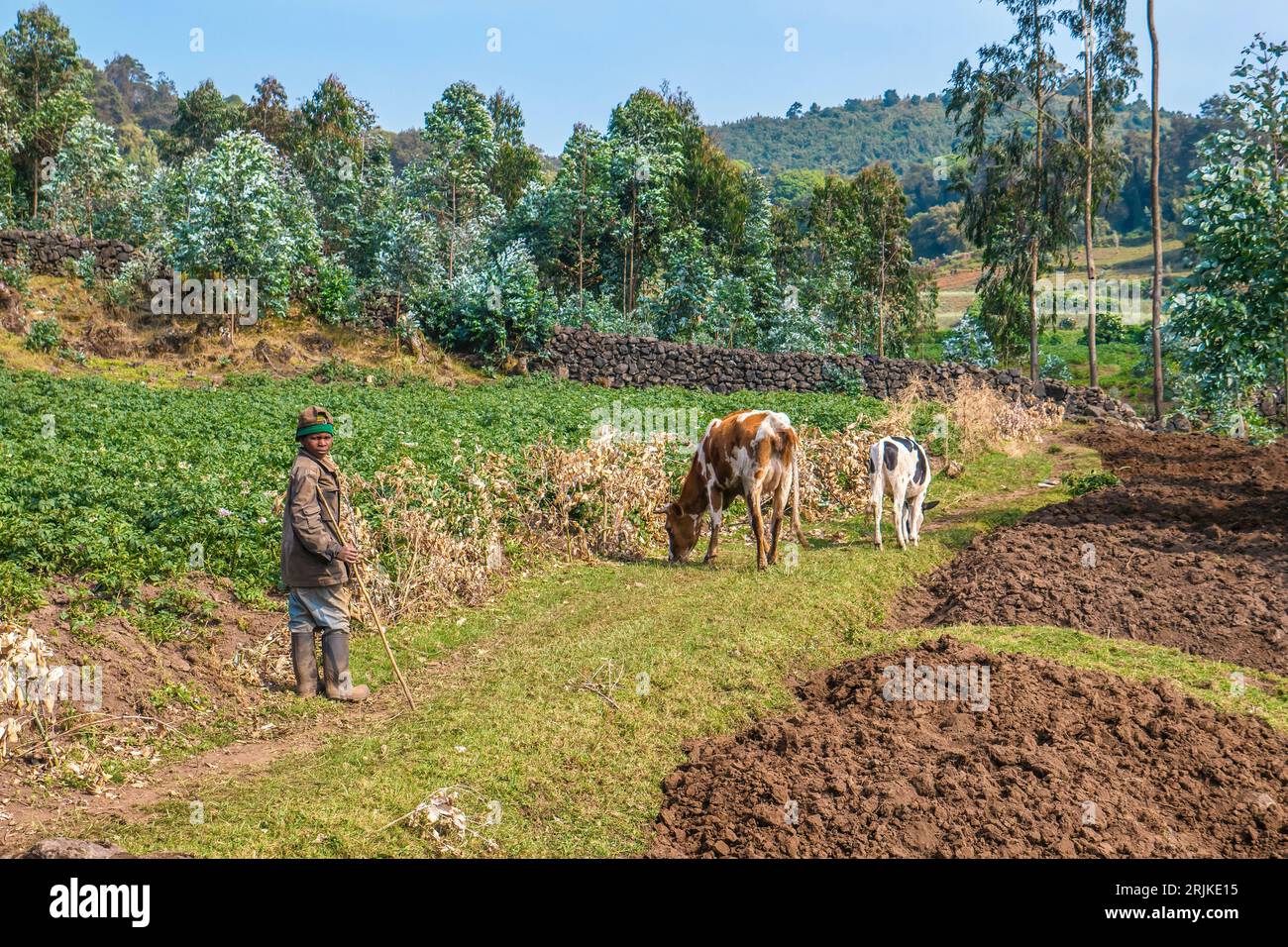 Rural Rwanda - Sept. 22, 2015. A boy herds cattle through former ...