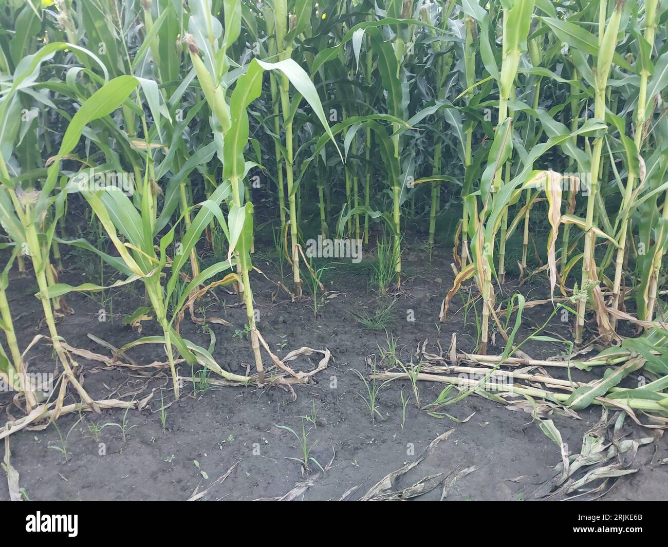 Heads of corn hi-res stock photography and images - Alamy