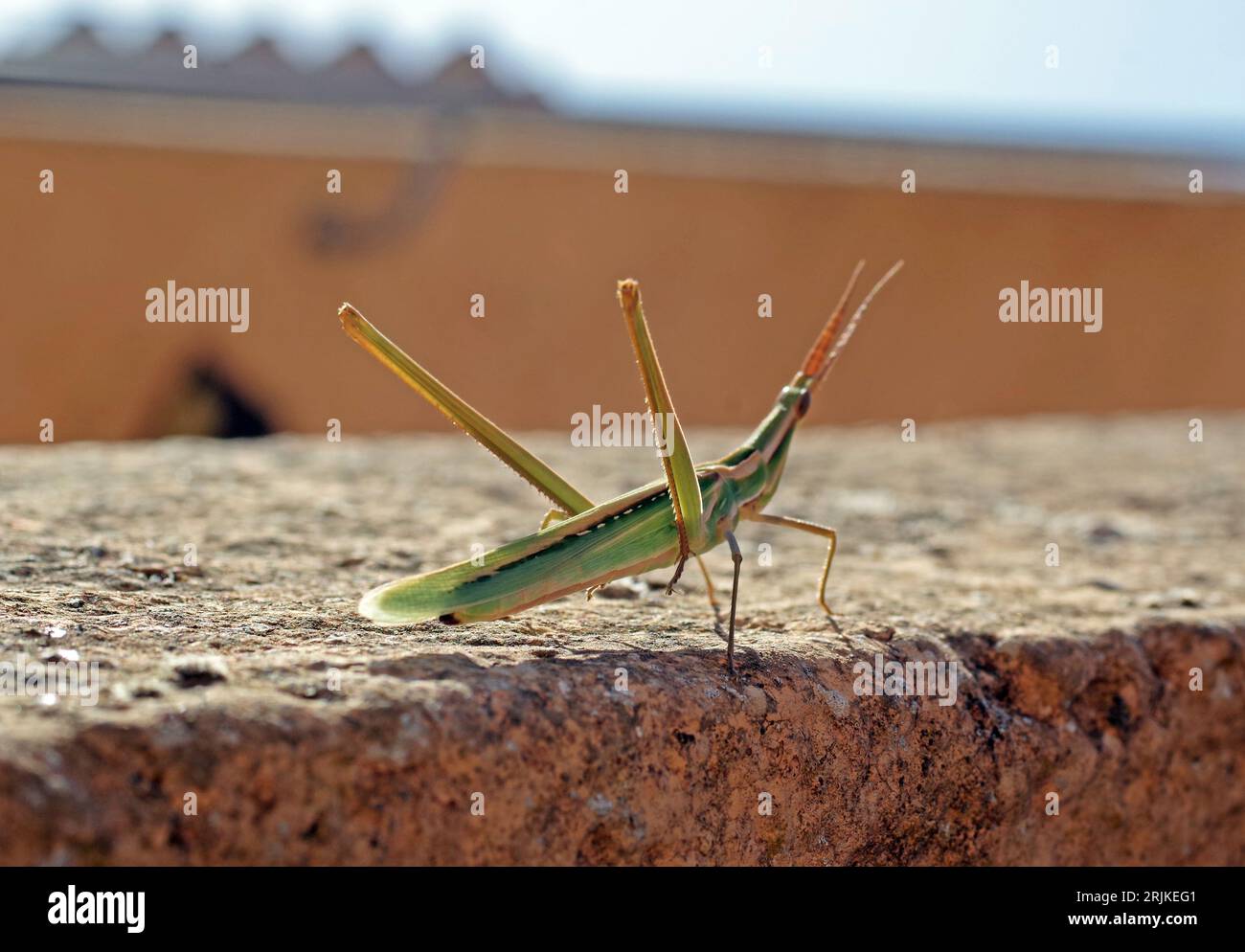 Acrida hi-res stock photography and images - Alamy