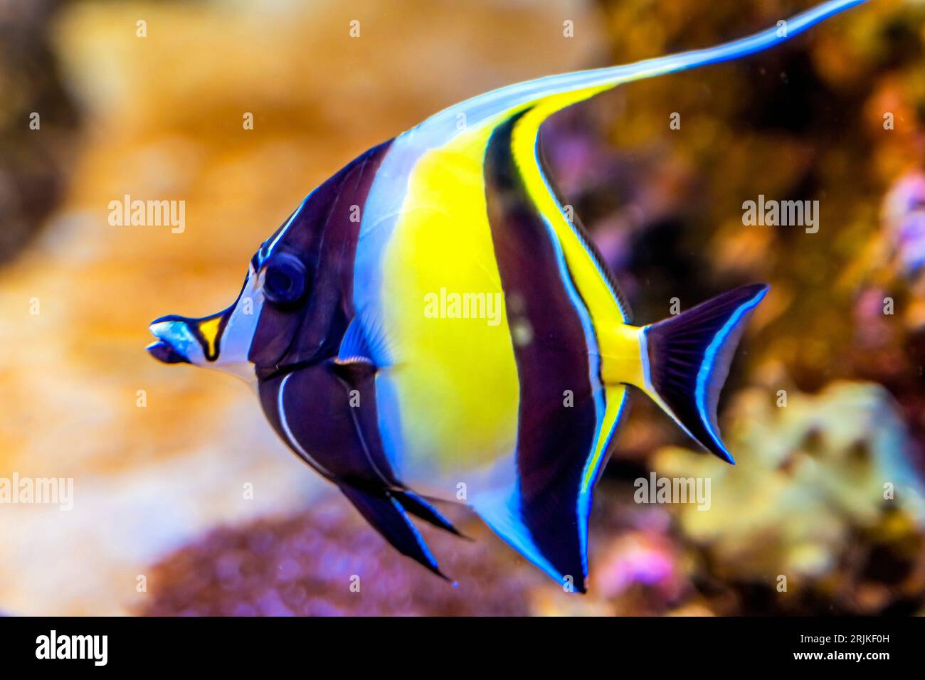 Yellow Black And White Tropical Fish