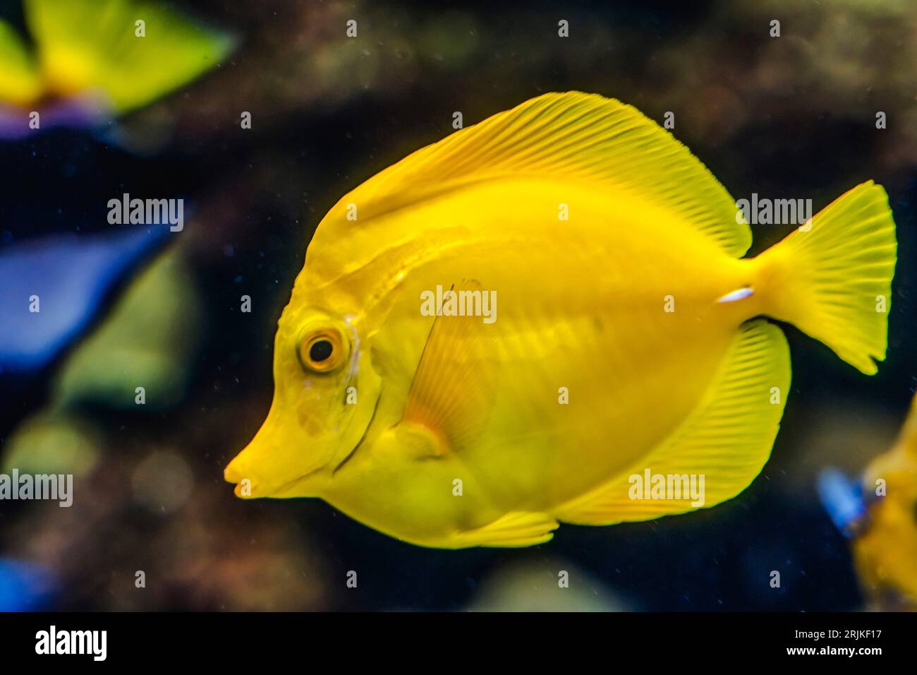 Oahu fish hi-res stock photography and images - Alamy