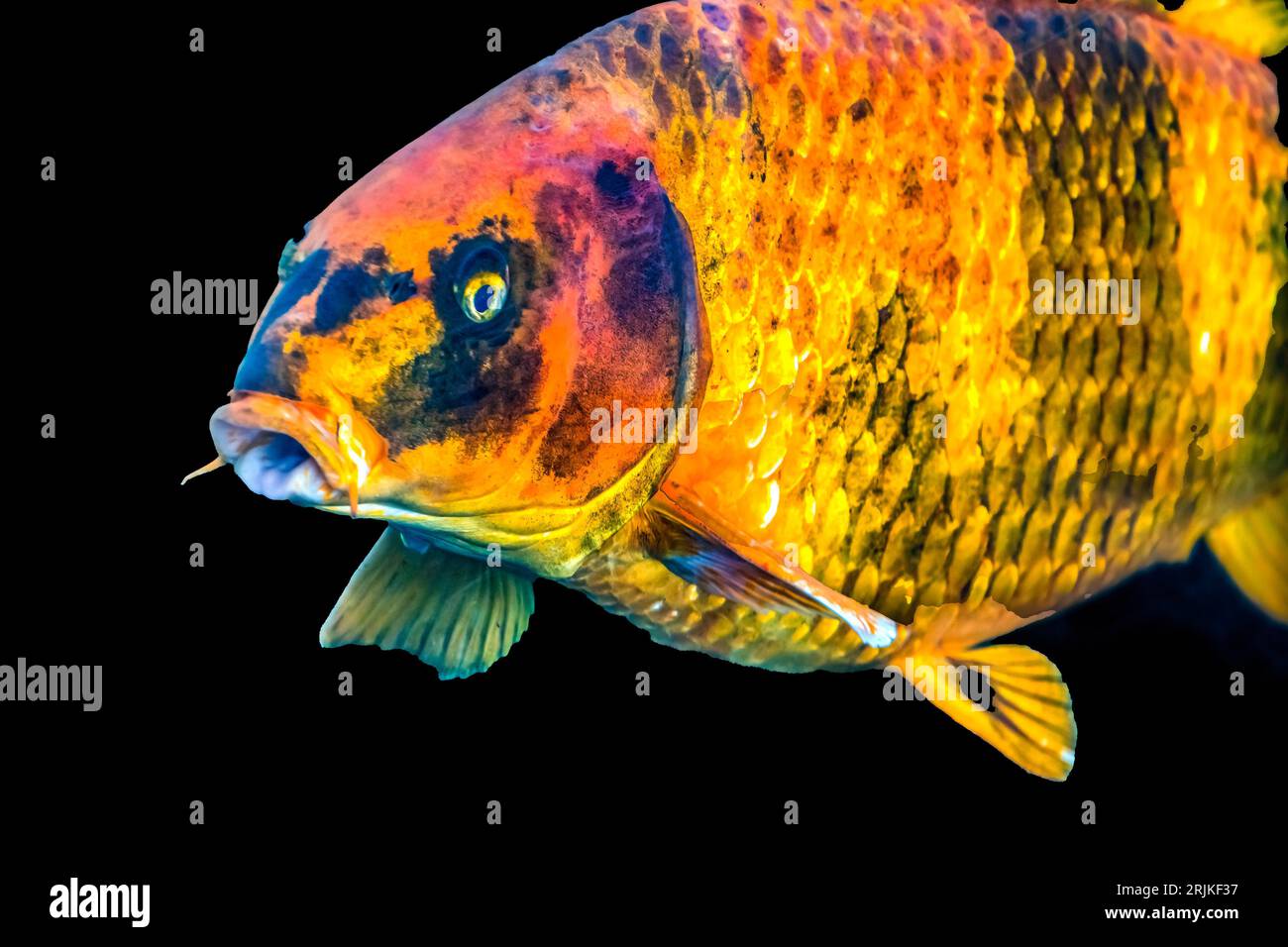 Rubrofuscus hi-res stock photography and images - Alamy