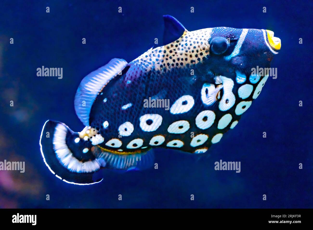 Clown trigger fish hi-res stock photography and images - Alamy