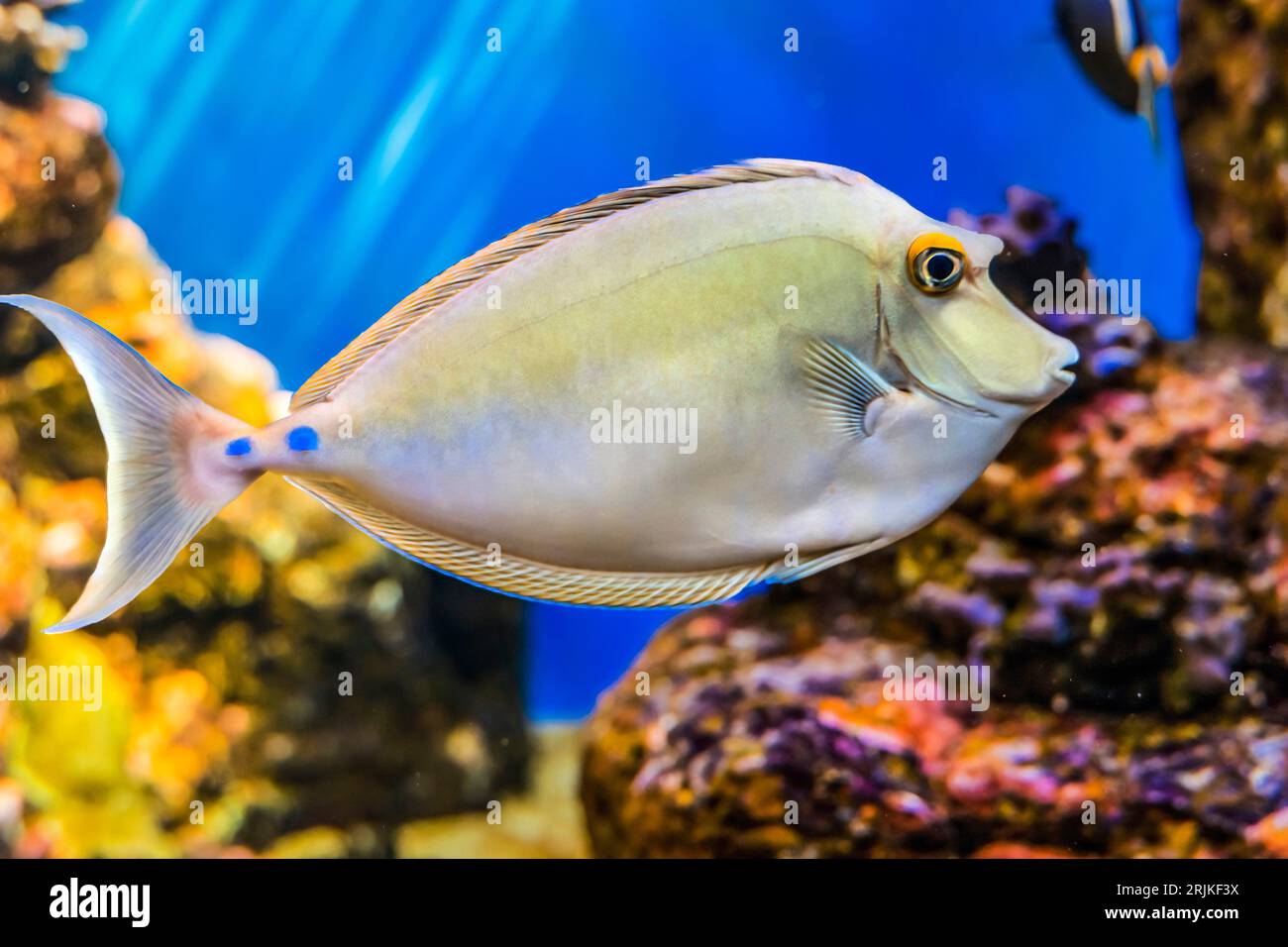 Unicorn Tang