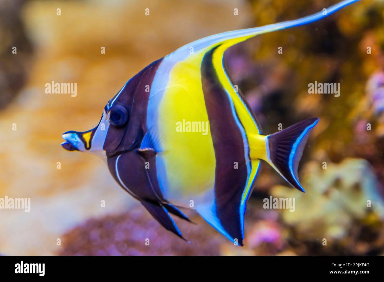 Waikiki aquarium, oahu hi-res stock photography and images - Alamy