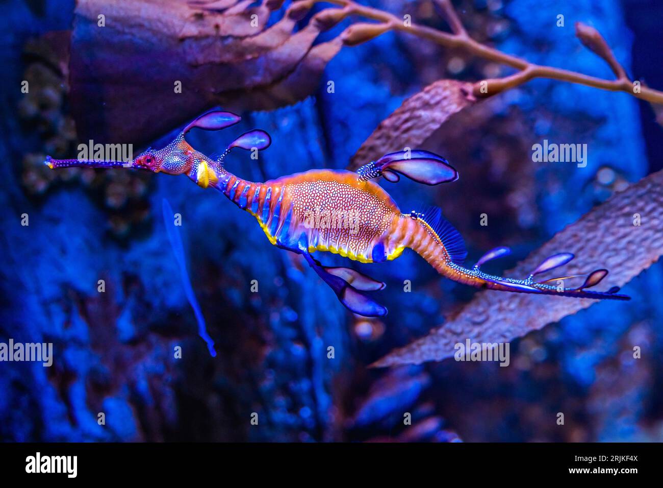 Colorful Sea Dragon