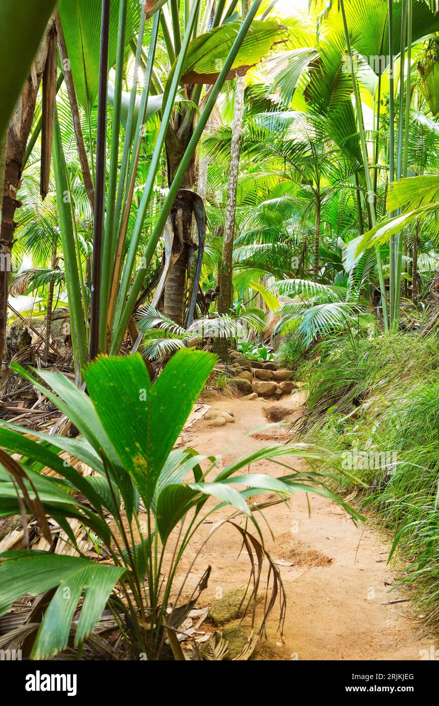 Path in tropical rainforest. The Vallee De Mai palm forest ( May Valley ...